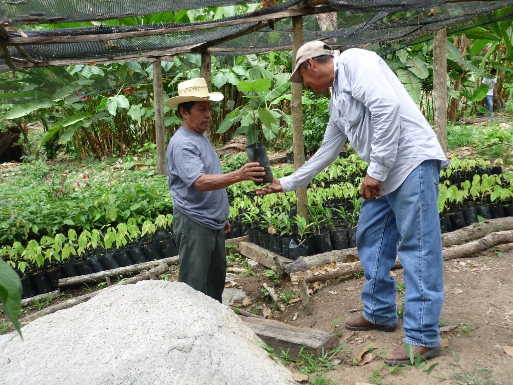 Soconusco (Mexico, Chiapas), the birthplace of chocolate – amazed