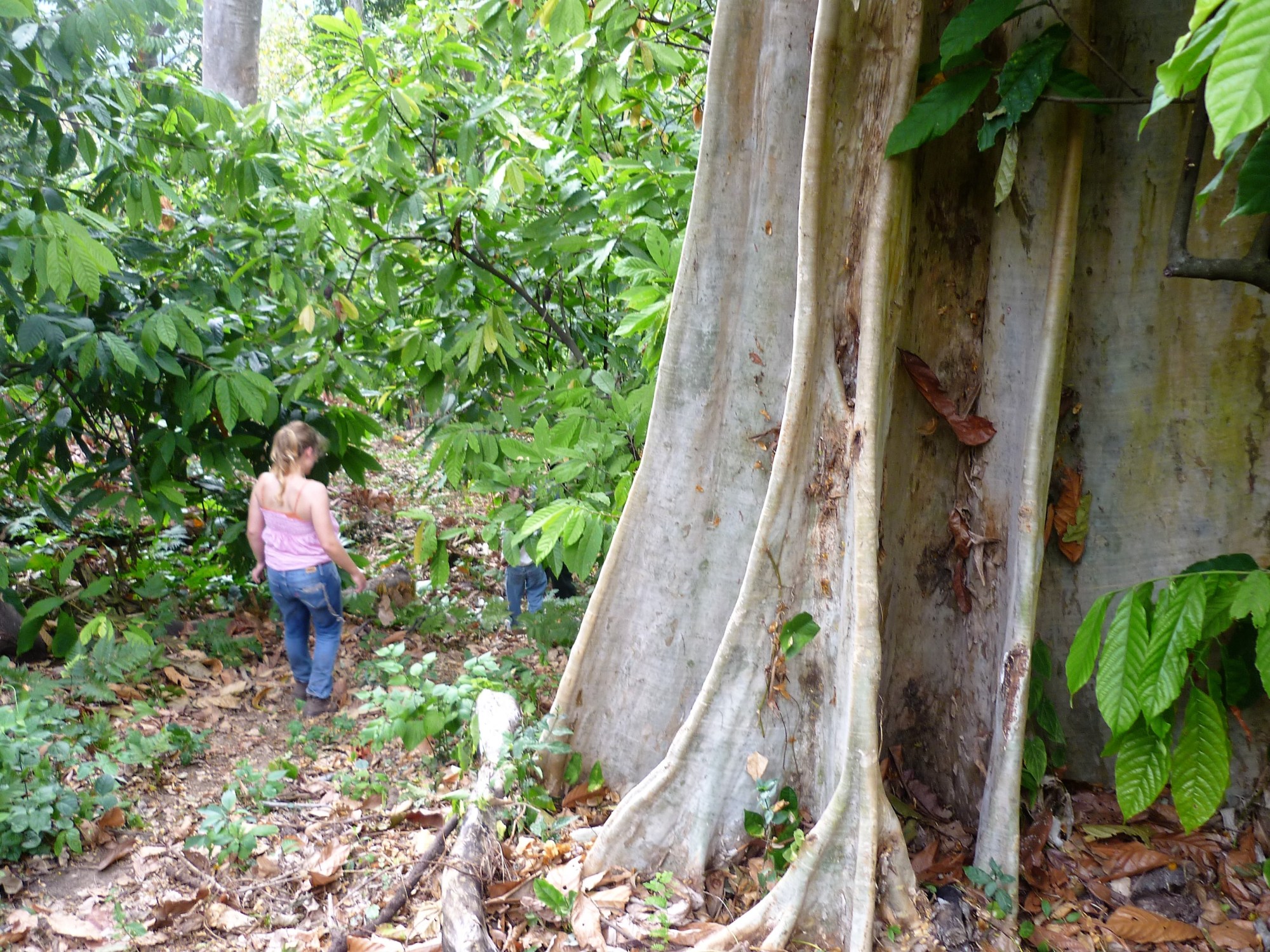 Soconusco (Mexico, Chiapas), the birthplace of chocolate – amazed