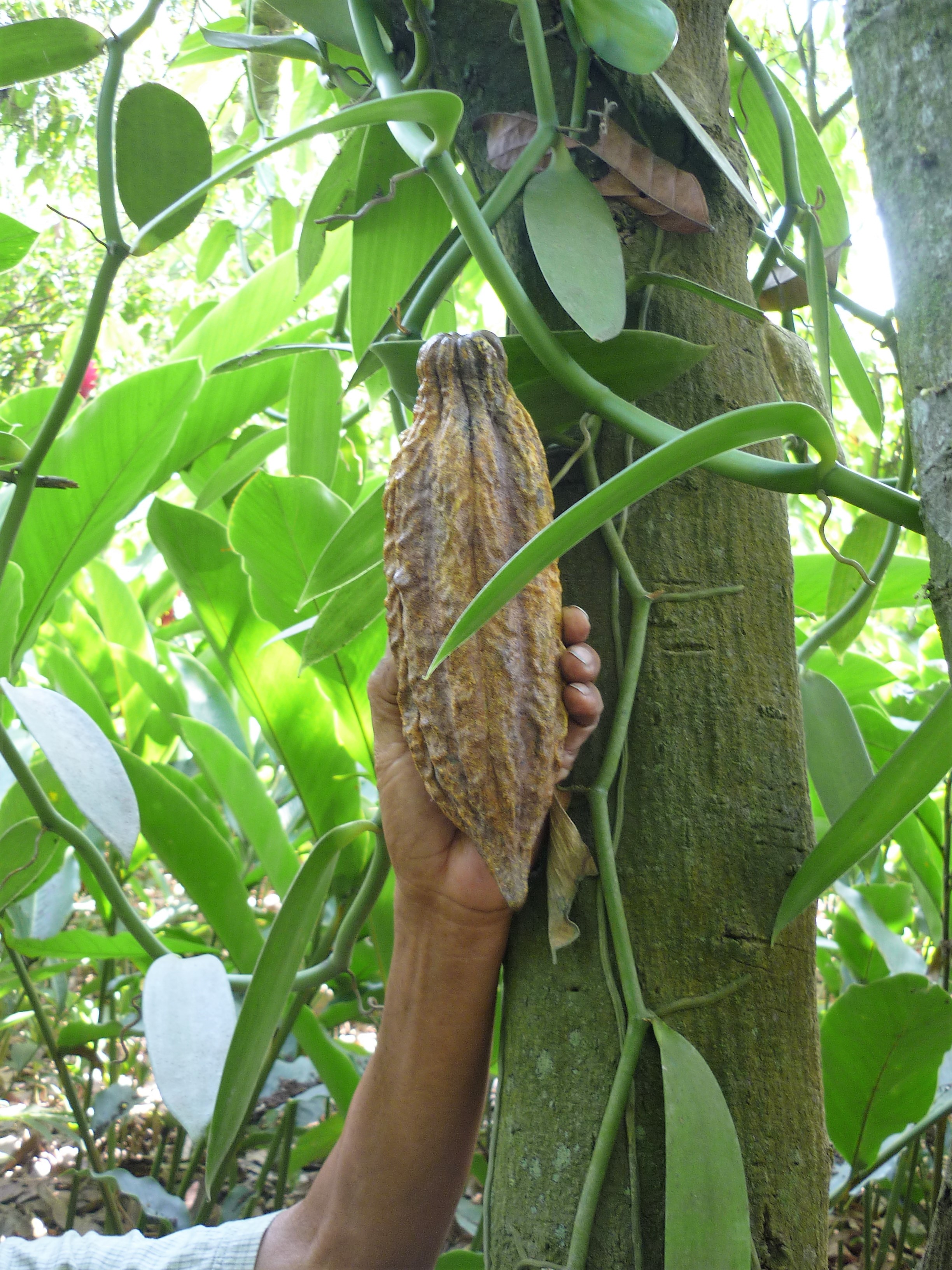 Soconusco (Mexico, Chiapas), the birthplace of chocolate – amazed
