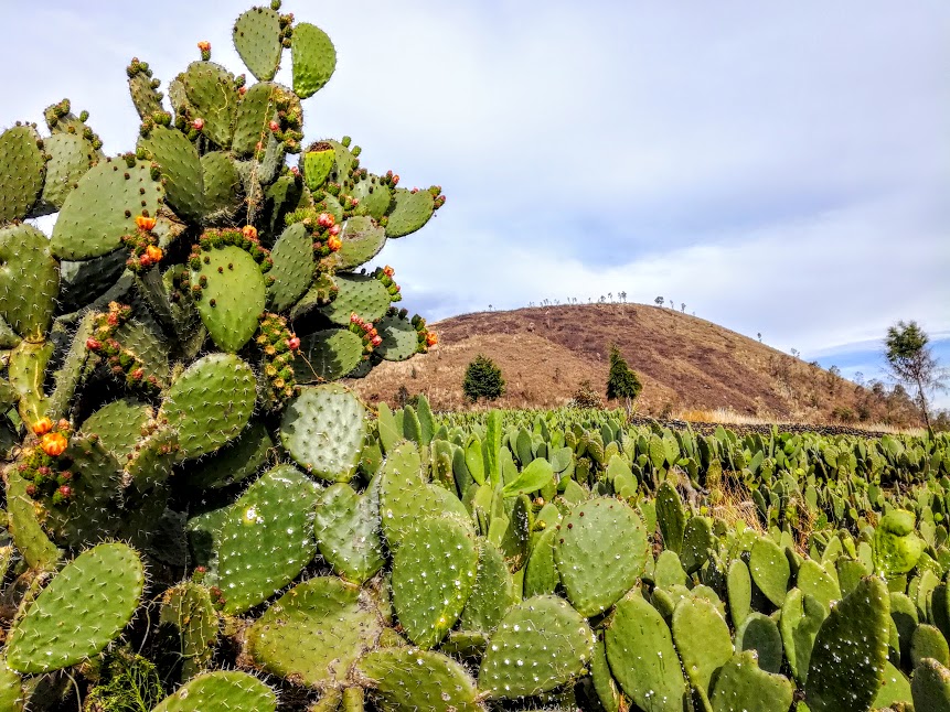 Mexico City; at the foot of the Teutli volcano runs the green “Gold” of ...